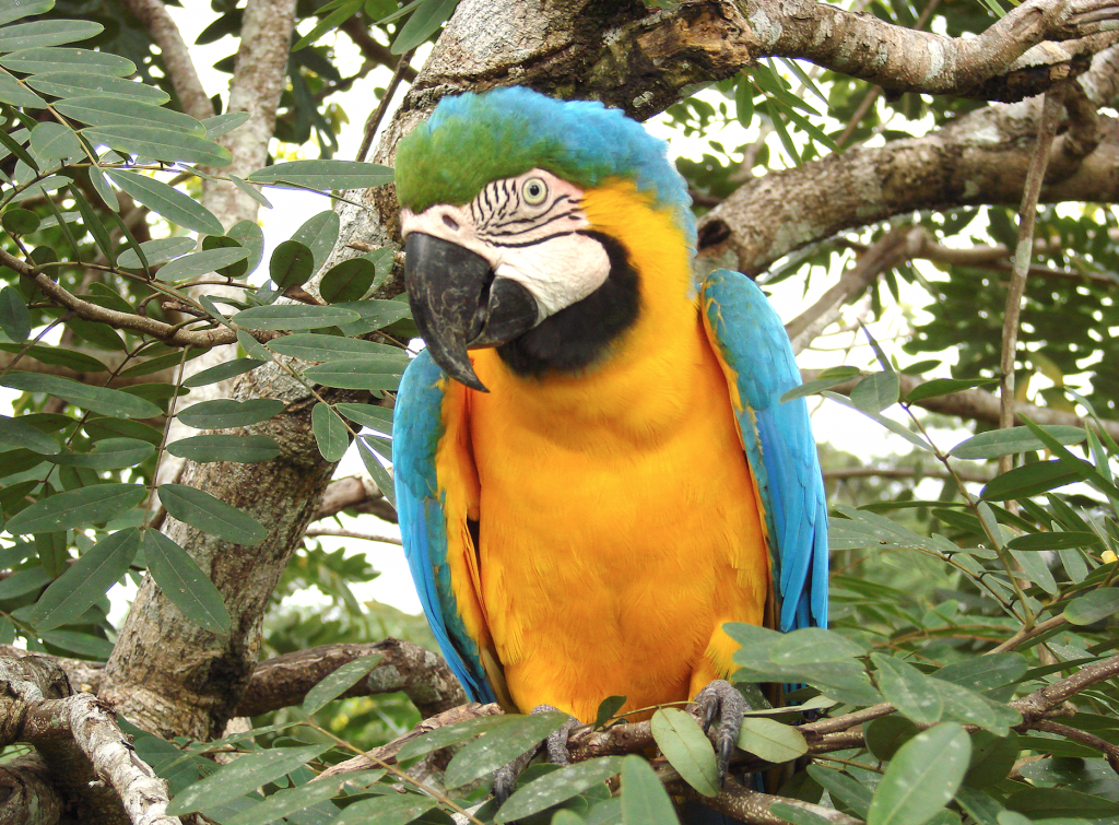 Amazon Nature Tours